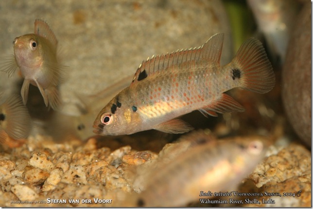 7 Manipur Fish Species Declared Endangered | Sinlung